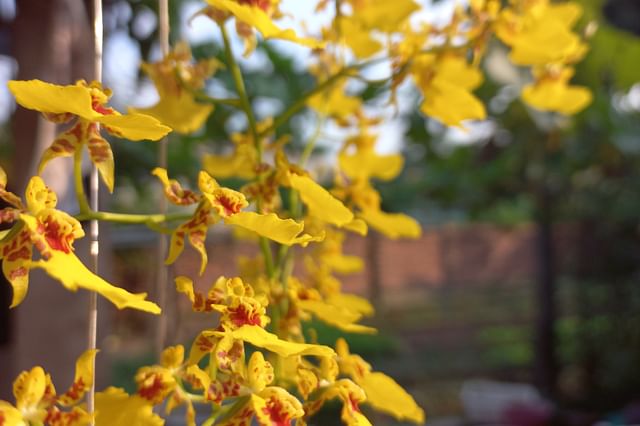De ultieme plantenverzorgingsgids voor de Oncidium Orchidee ... De ultieme plantenverzorgingsgids voor de Oncidium Orchidee ...